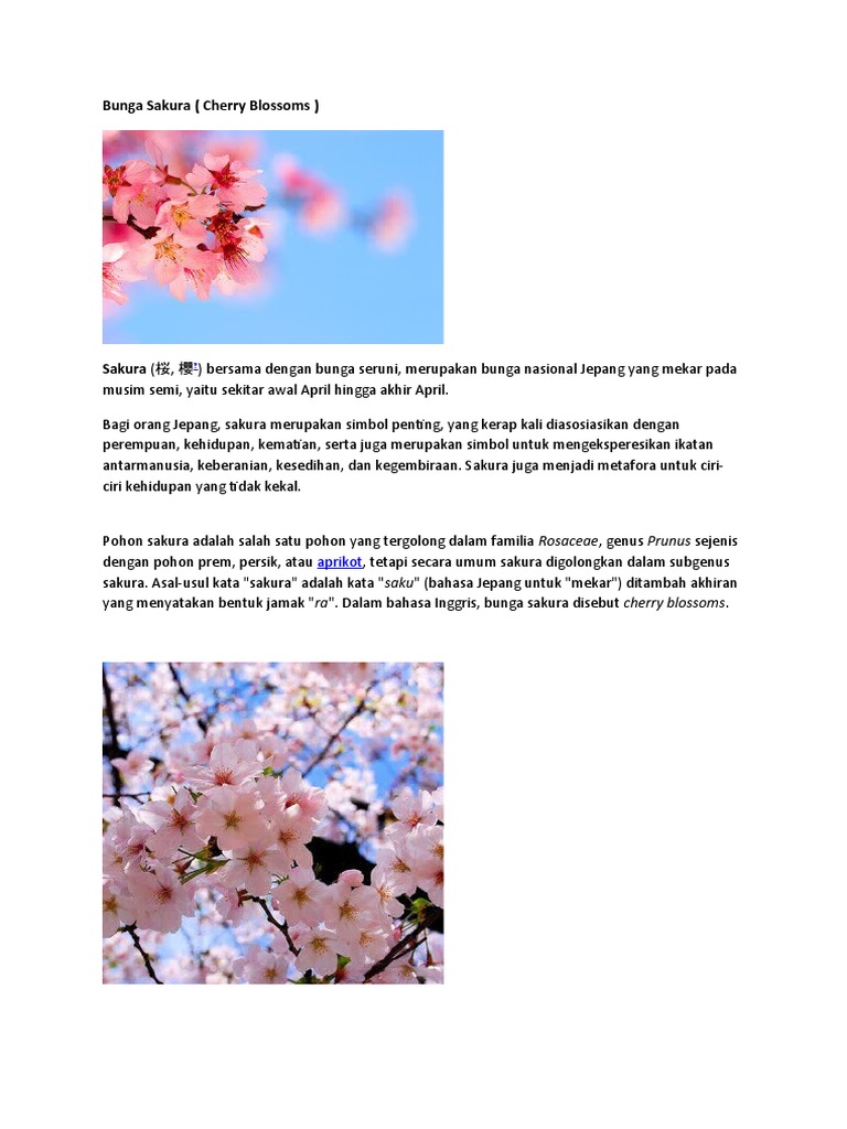Bunga Sakura | PDF