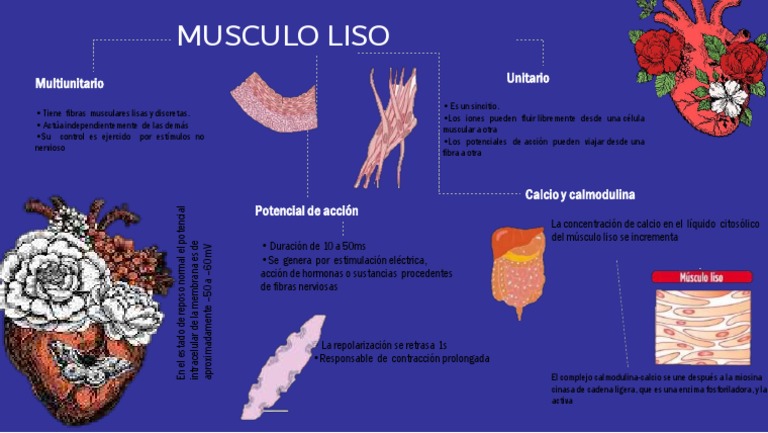 Musculo Liso | PDF | Músculo esquelético | Potencial de acción