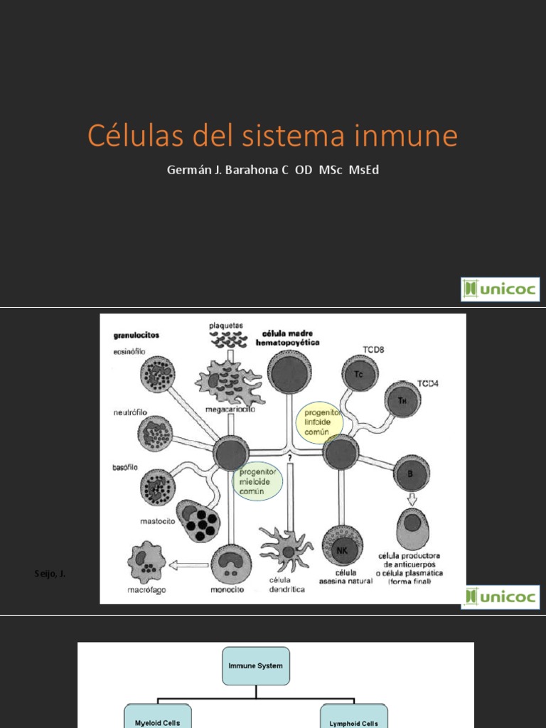 Células Del Sistema Inmune | Descargar gratis PDF | Linfocitos | Sistema inmune