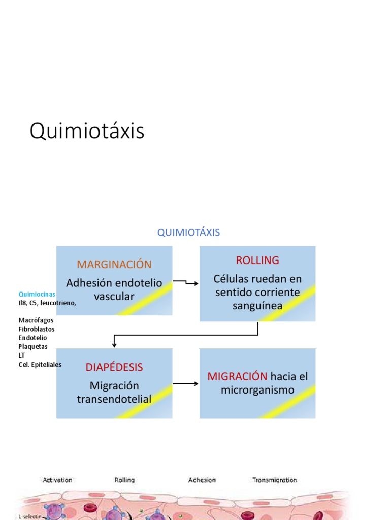 Quimiotaxis y Diapédesis de Neutrófilos | PDF | Procesos celulares ...