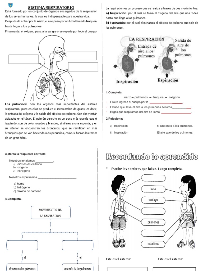 Actividades del Sistema Respiratorio | PDF | Pulmón | Respiración
