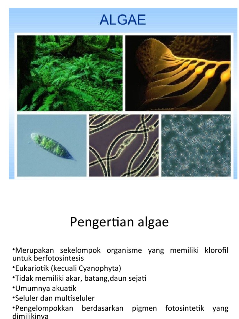 Mikro Alga | PDF | Sains & Matematika