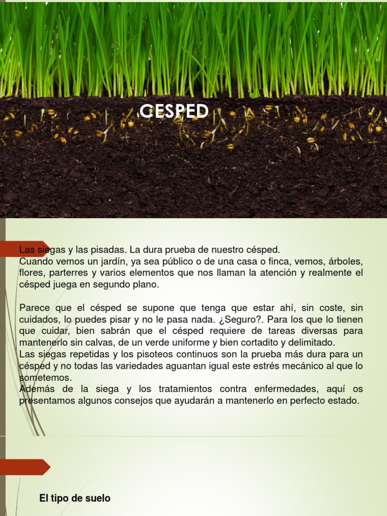 Cesped | PDF | Botánica | Plantas