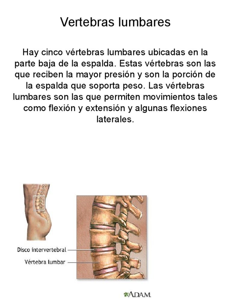 Vertebras Lumbares | PDF