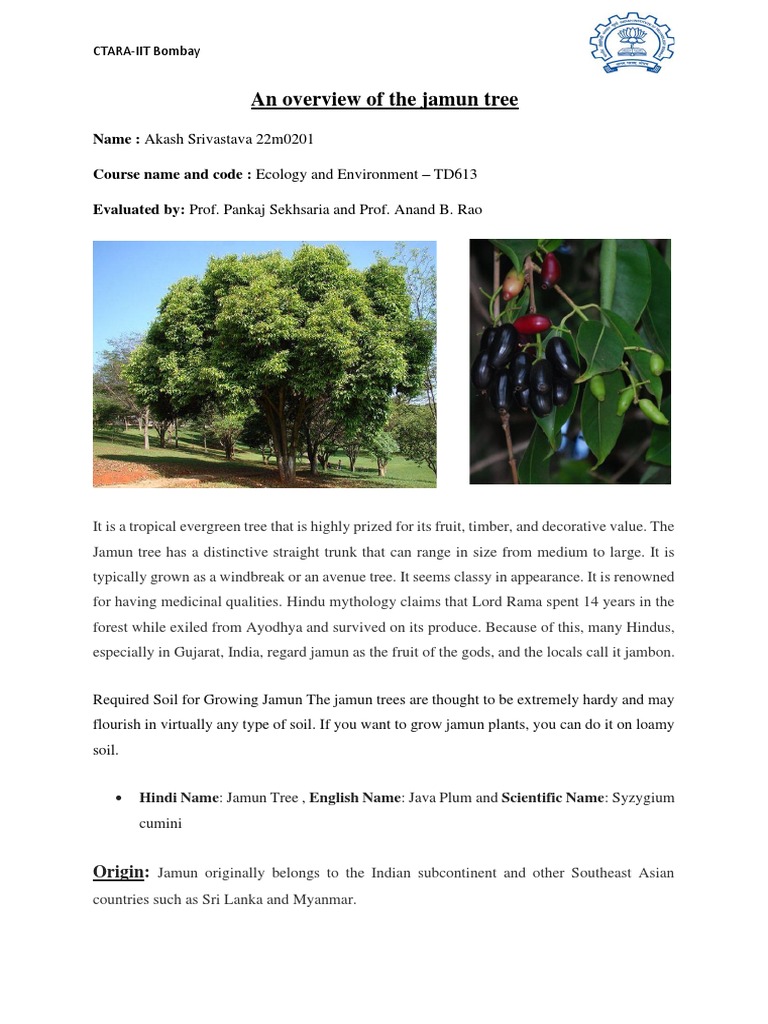 Akash Srivastava 22m0201 TD613 TREE Overview | PDF | Trees | Plants