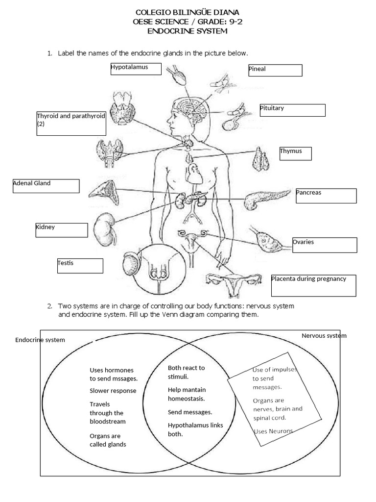 Endocrine System | PDF | Endocrine System | Animal Anatomy