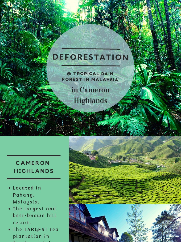 Deforestation at Tropical Rainforest in Cameron Highland Malaysia | PDF ...