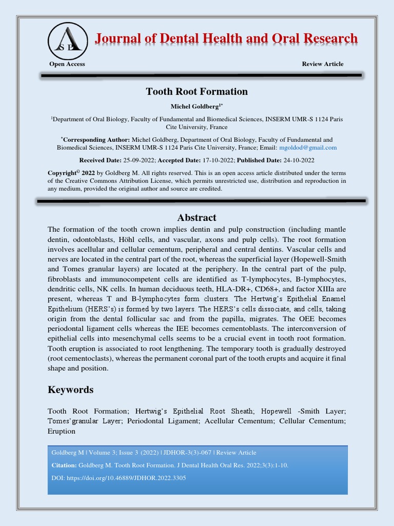 Tooth Root Formation | PDF | Epithelium | Anatomy
