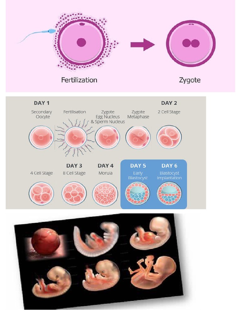 PERIOADA INTRAUTERINA POZE | PDF