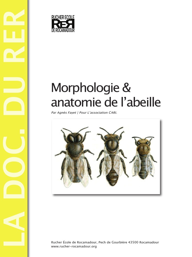 Anatomie et Morphologie de l'Abeille | PDF | Œil | Apis (insecte)