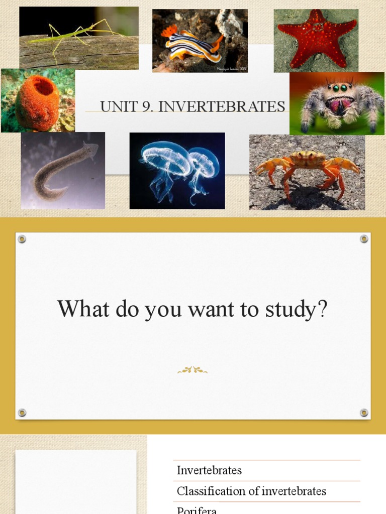 Invertebrate Classification Overview | PDF | Octopus | Invertebrate
