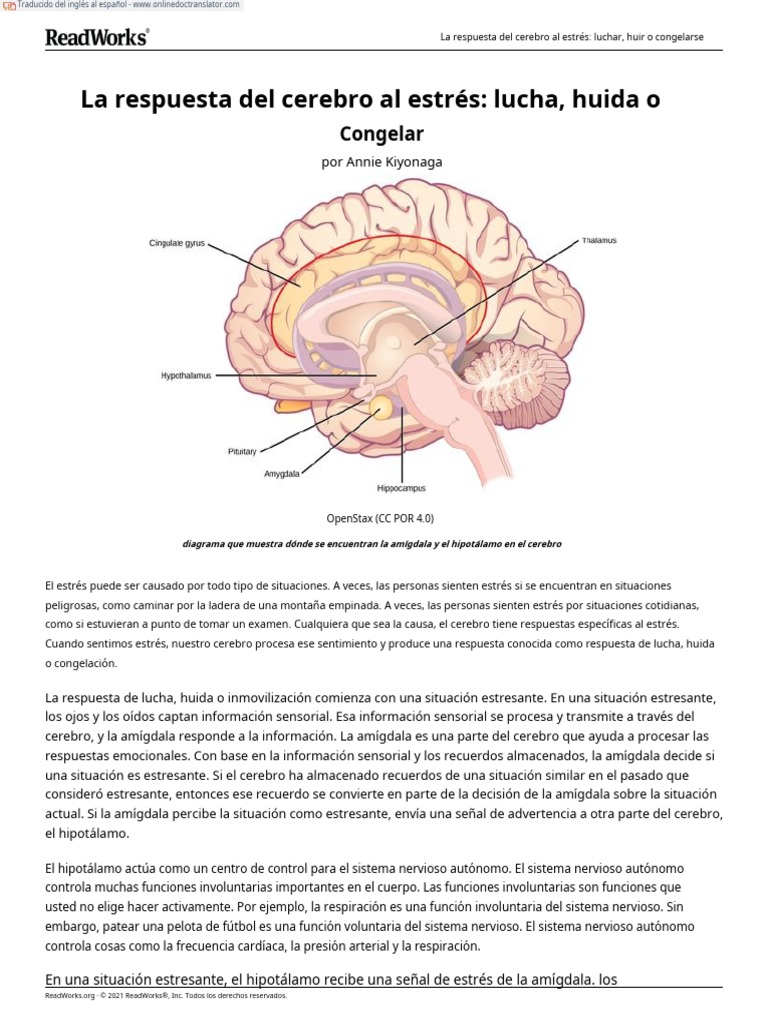 Brains Stress Response - En.es | PDF | Estrés (biología) | Amígdala