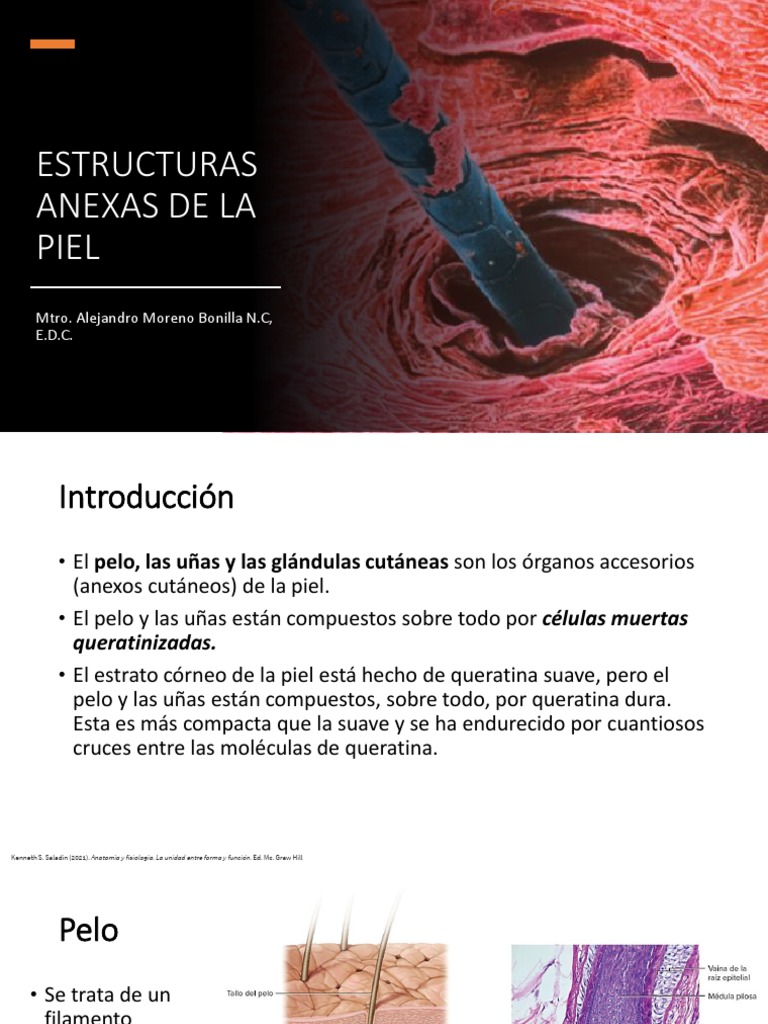 Clase 6. Anexos Cutaneos | PDF | Piel | Pelo
