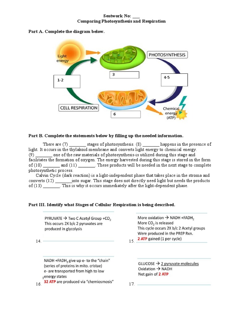 Comparing photosynthesis and cellular respiration | PDF