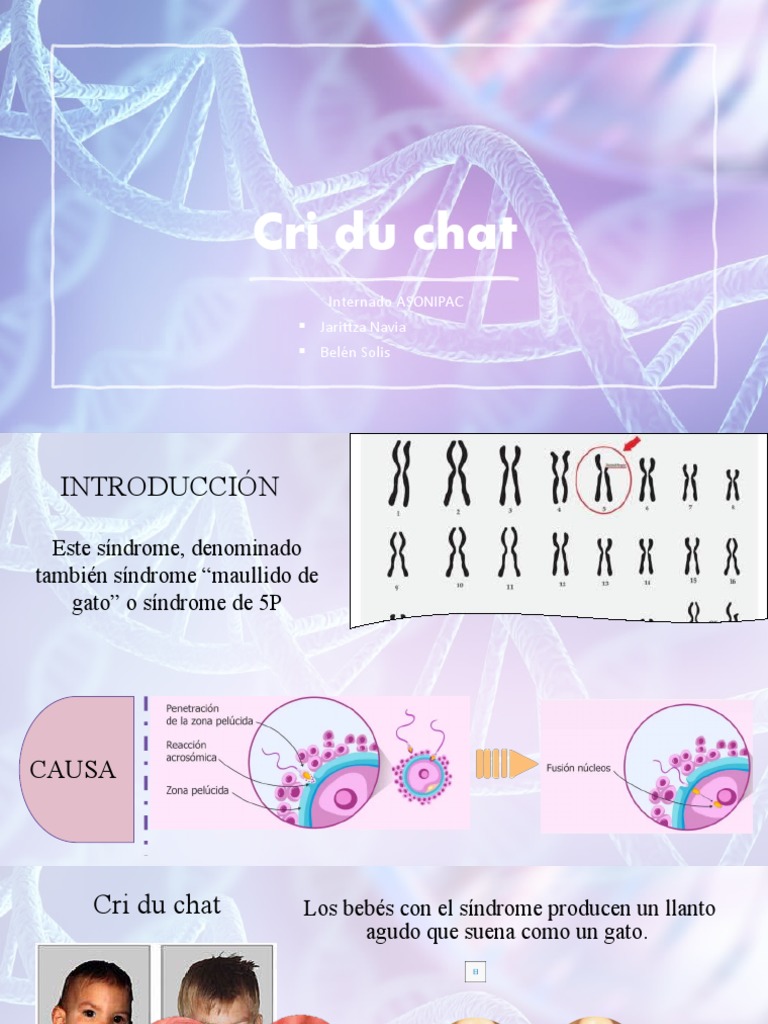 Cri Du Chat | PDF | Ciencias de la Salud | Enfermedades y trastornos