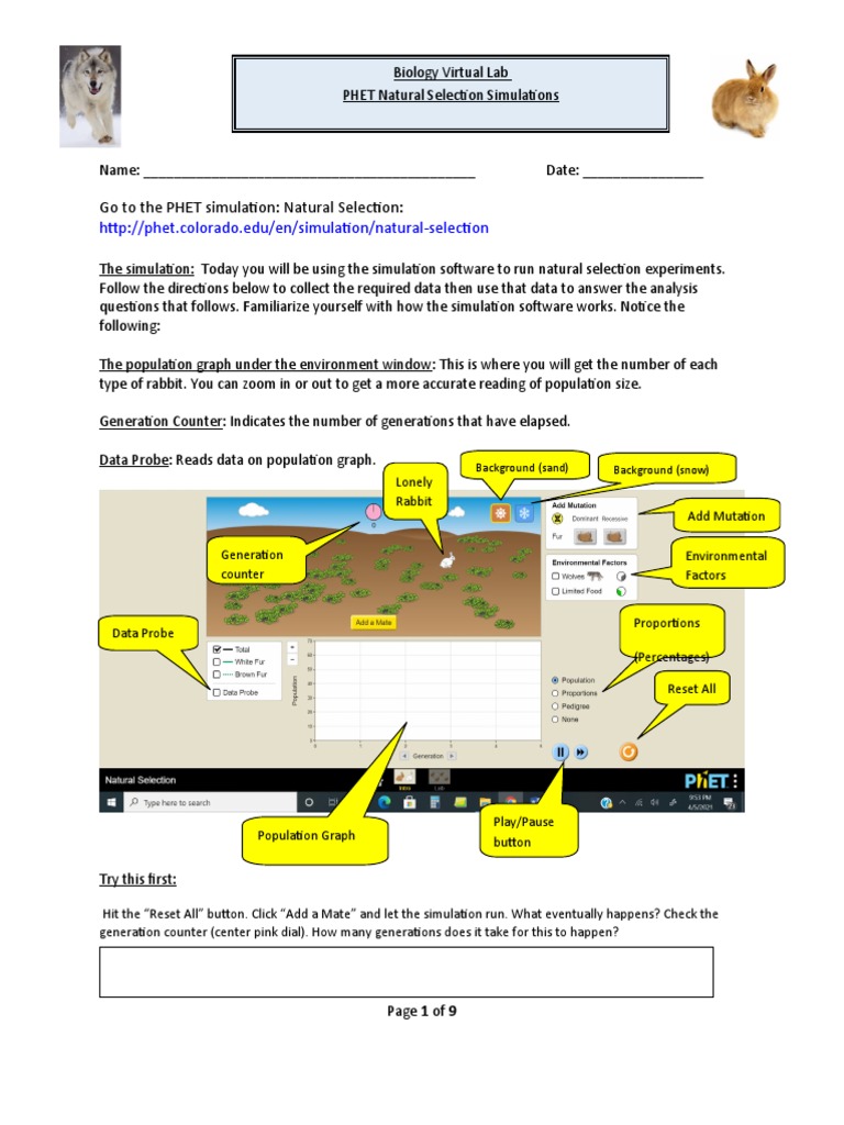 Natural Selection - PHET | Download Free PDF | Tooth | Rabbit Natural Selection - PHET | Download Free PDF | Tooth | Rabbit