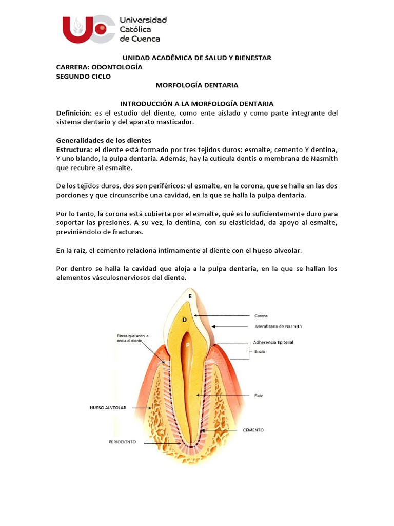 1.bloque Morfología | PDF | Diente | Boca