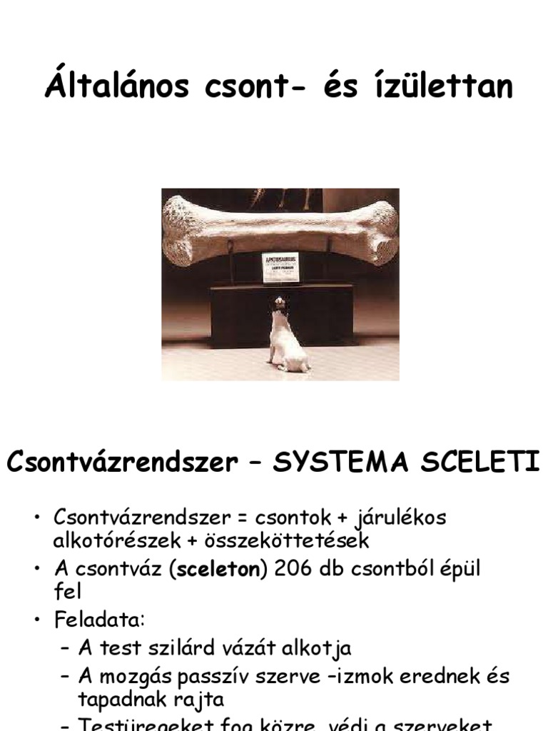 Előadás Általános Csont - És Ízülettan | PDF