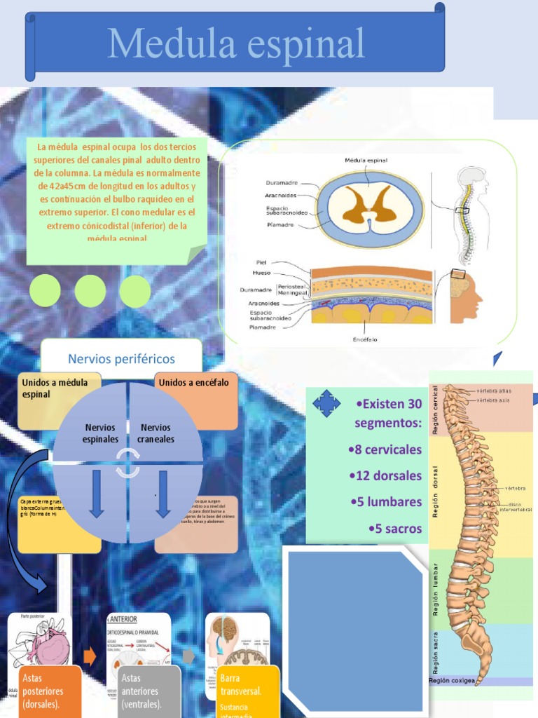 Medula Espinal | PDF