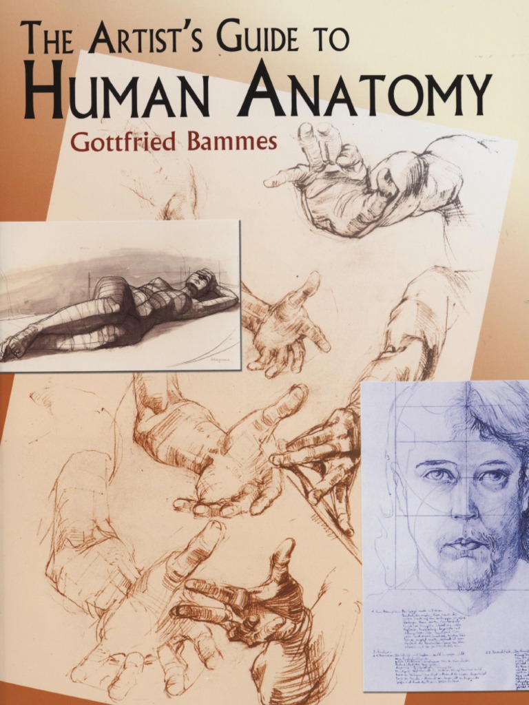 Gottfried Bammes - The Artist S Guide To Anatomy 3 | PDF