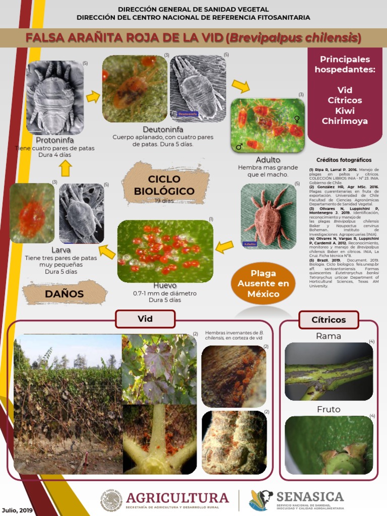 Infografía Brevipalpus Chilensis | PDF | Plantas | Agricultura