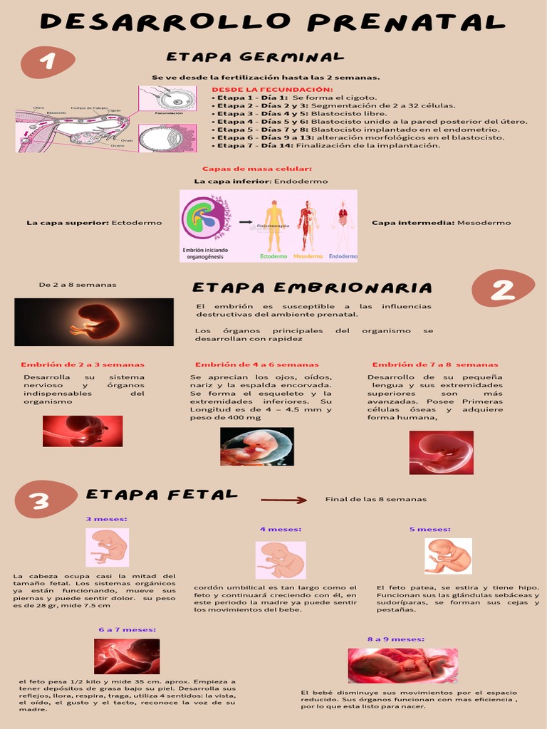 Desarrollo Prenatal: Etapas y Cambios | PDF | Desarrollo prenatal | Feto
