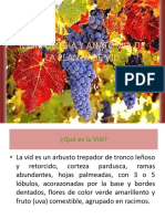 Morfología de Frutos: Silicua y Cipsela | PDF | Fruta | Morfología Vegetal