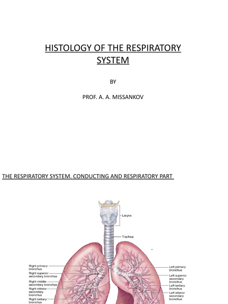 Lecture 11 HIS - RESPIRATORY SYSTEM | PDF | Epithelium | Respiratory Tract