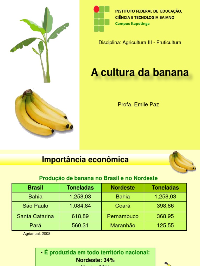 Cultivo Da Banana | PDF | Banana | Irrigação