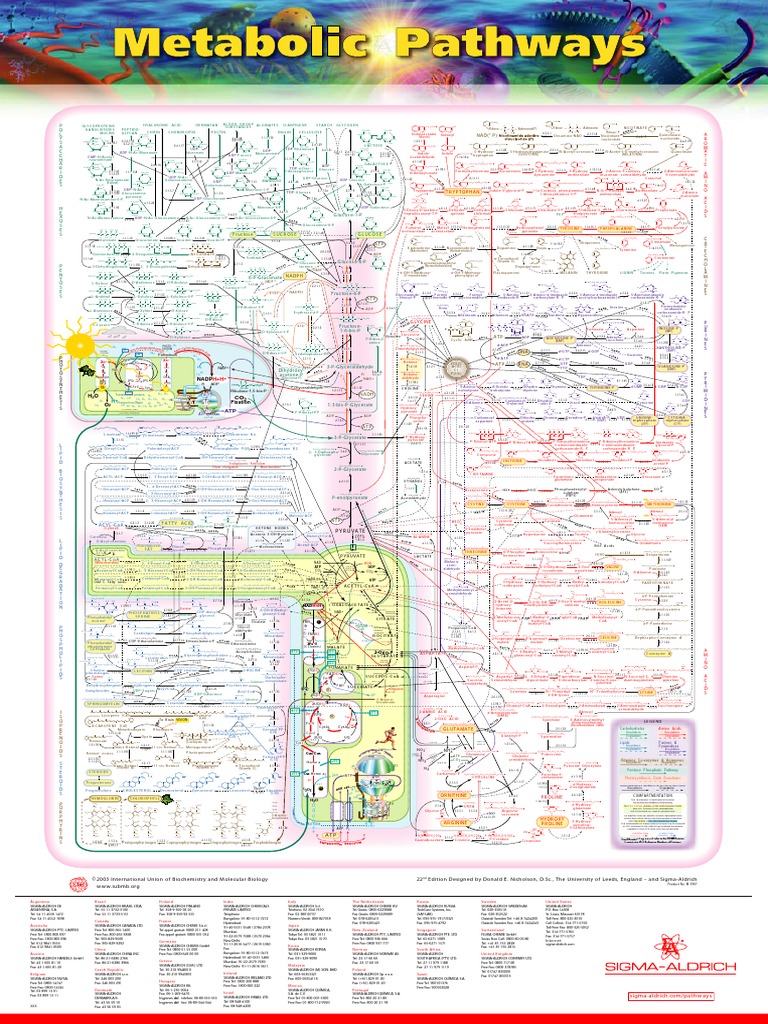 Metabolic Pathways | PDF