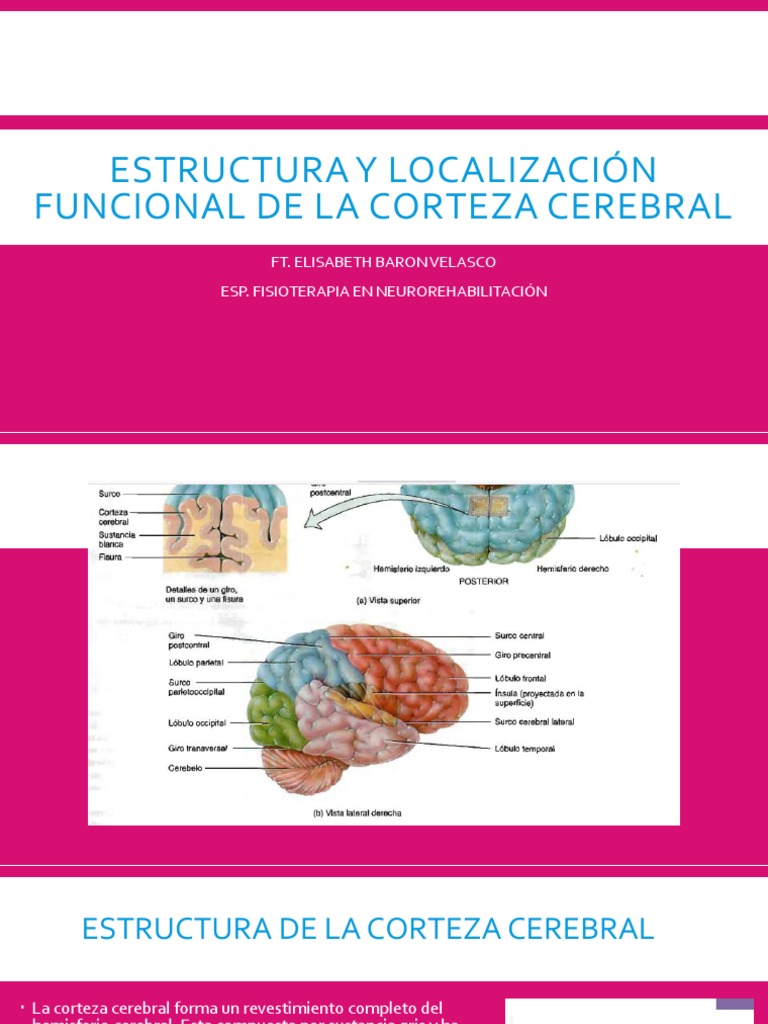 Corteza Cerebral | PDF | Imagen de resonancia magnética | Corteza cerebral