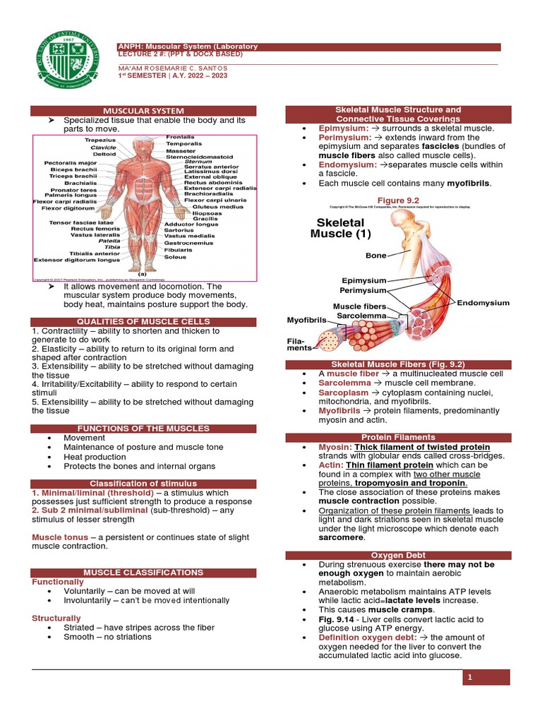 Muscular System | PDF | Human Leg | Anatomical Terms Of Motion