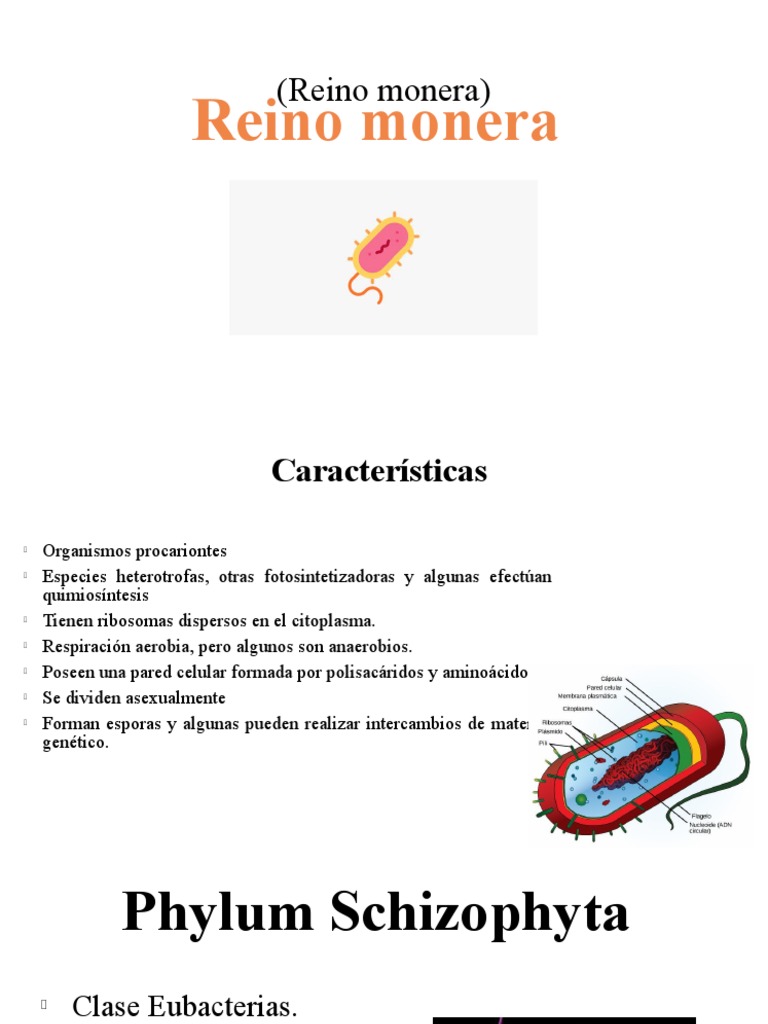 Reino Monera | PDF | Las bacterias | Procariota