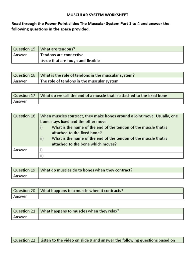 MUSCULAR SYSTEM WORKSHEET Slides 1 To 4 | PDF | Anatomical Terms Of ...