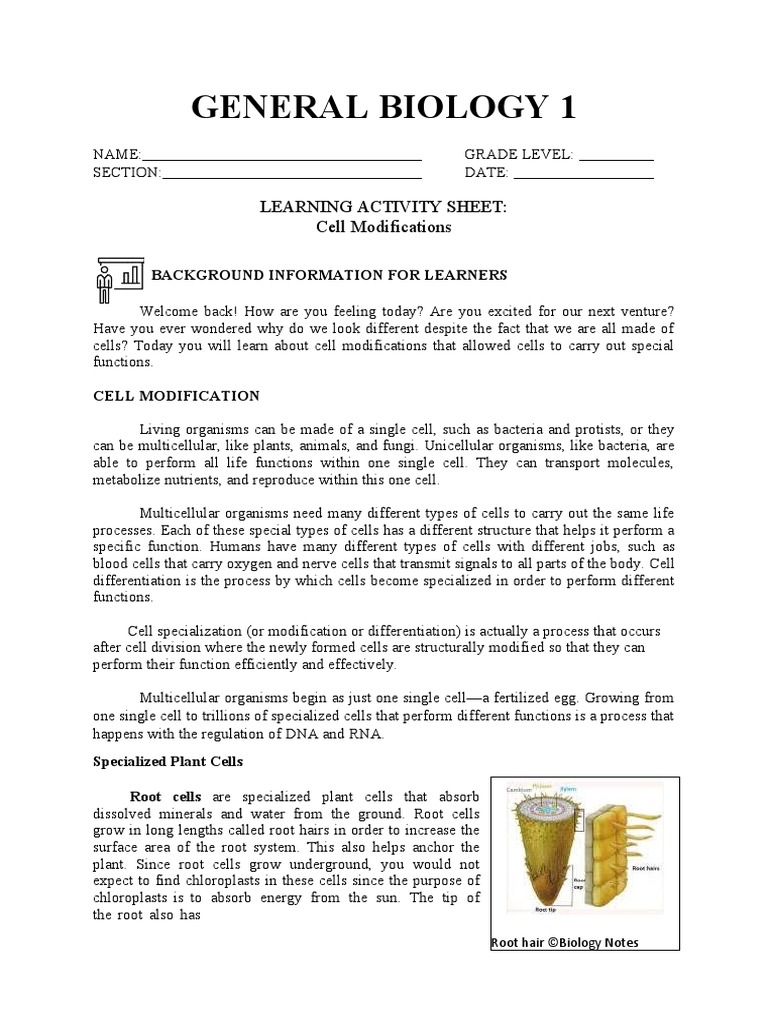 LAS 3 Cell Modification | PDF | Epithelium | Cell (Biology)