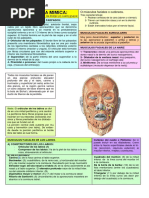 Anatomía y Fisiología de Los Labios. | PDF | Labio | Piel