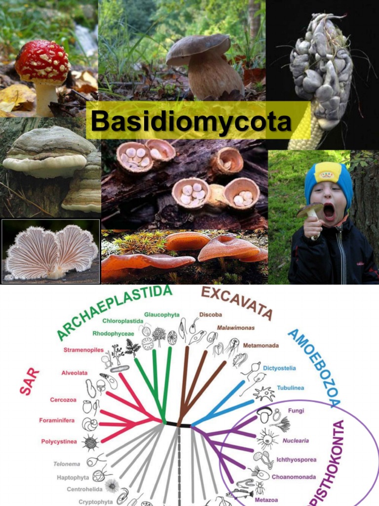 Bacidiomicetos | PDF
