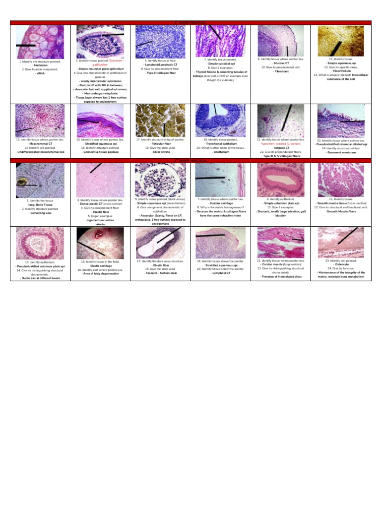 Histology Practical Guide | PDF | Epithelium | Endoplasmic Reticulum
