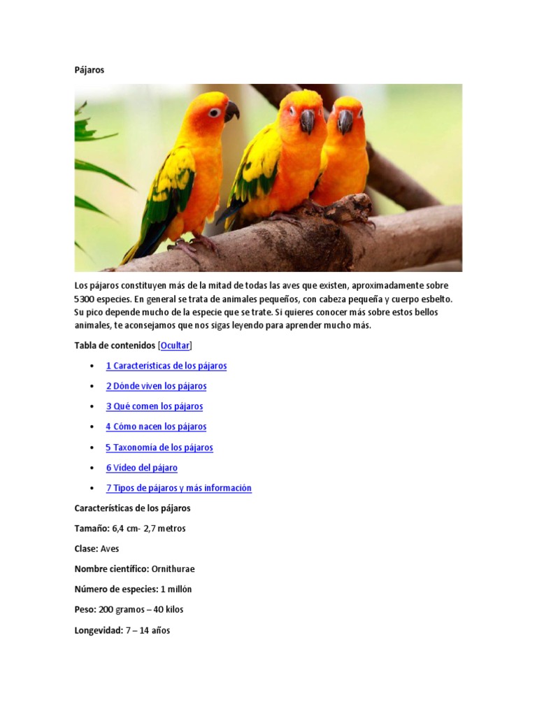 Pájaros | Descargar gratis PDF | Aves | Insectos