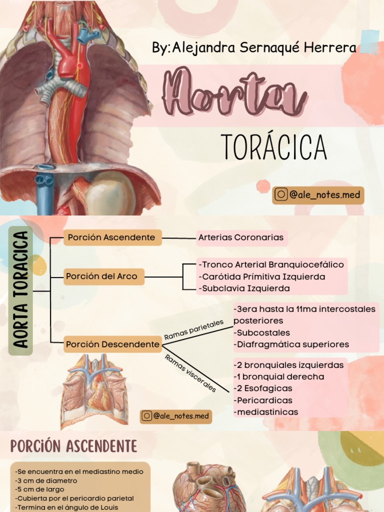 Aorta Torácica | PDF | Aorta | Anatomía humana