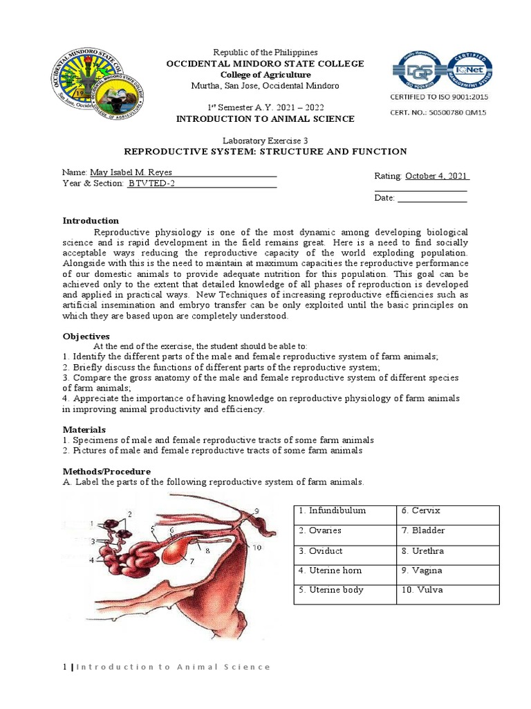 Laboratory-3 Reproductive System of Ruminants | PDF | Uterus | Penis