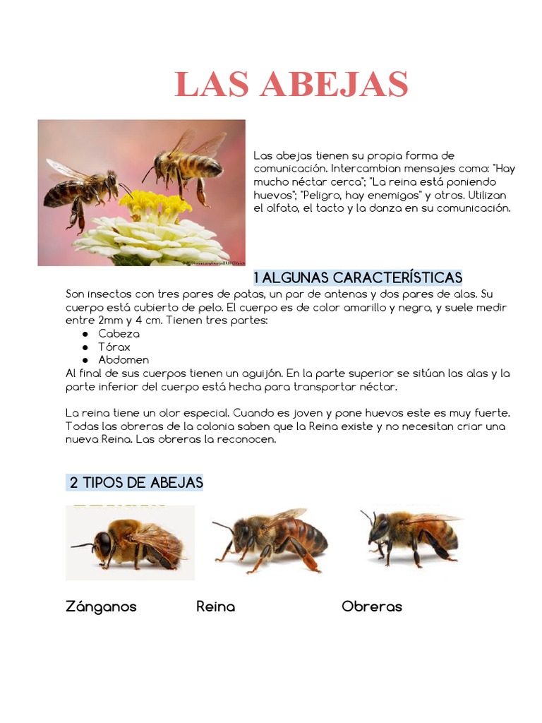 Comunicación de Las Abejas | PDF | Apicultura | La cría de insectos
