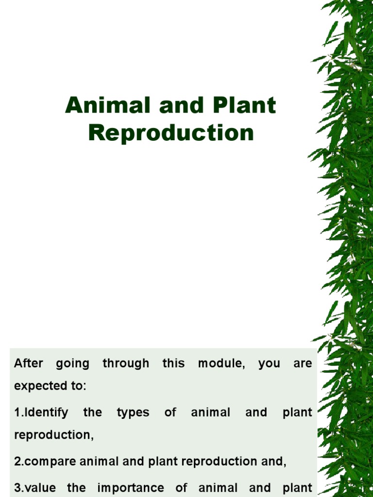 Plant and Animal Reproduction | PDF | Reproduction | Flowers
