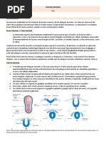 Morfogénesis Atm. | PDF | Articulación | Cartílago