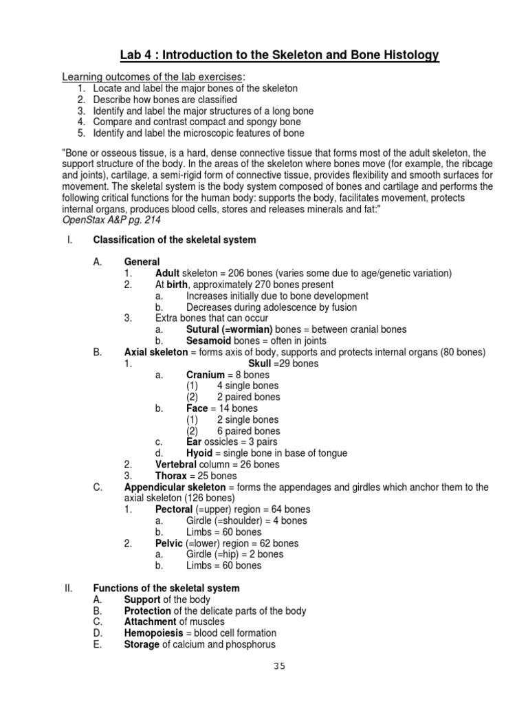 AP1 Lab4 Intro To Skeleton FA2021 | PDF | Bone | Skeleton