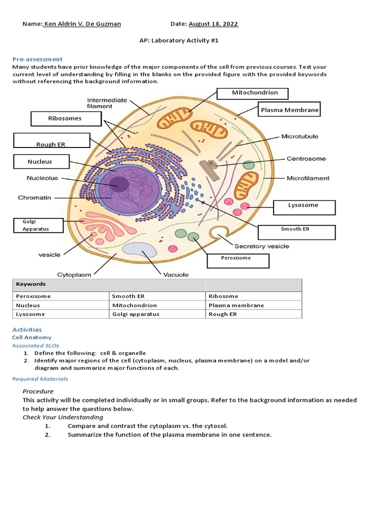 Cell Structure and Function Activity | PDF | Cell (Biology) | Cytoplasm
