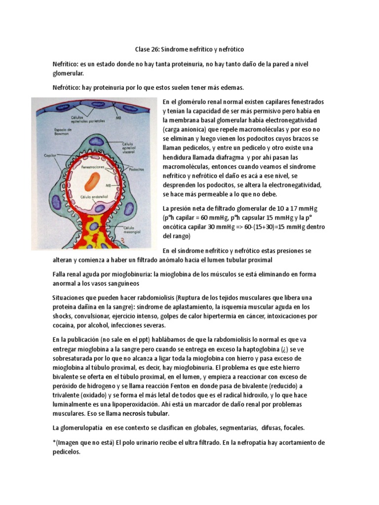 R.clase 26 Sindrome Nefritico y Nefrotico | PDF | Edema | Enfermedades y trastornos