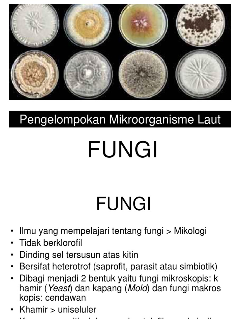 Pertemuan 5. Morfologi Dan Struktur Sel Fungi | PDF