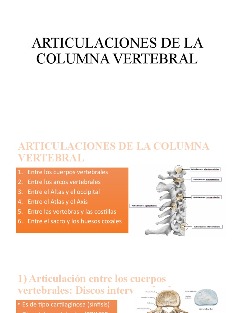 Articulaciones de La Columna Vertebral | PDF | Vértebra | La columna vertebral