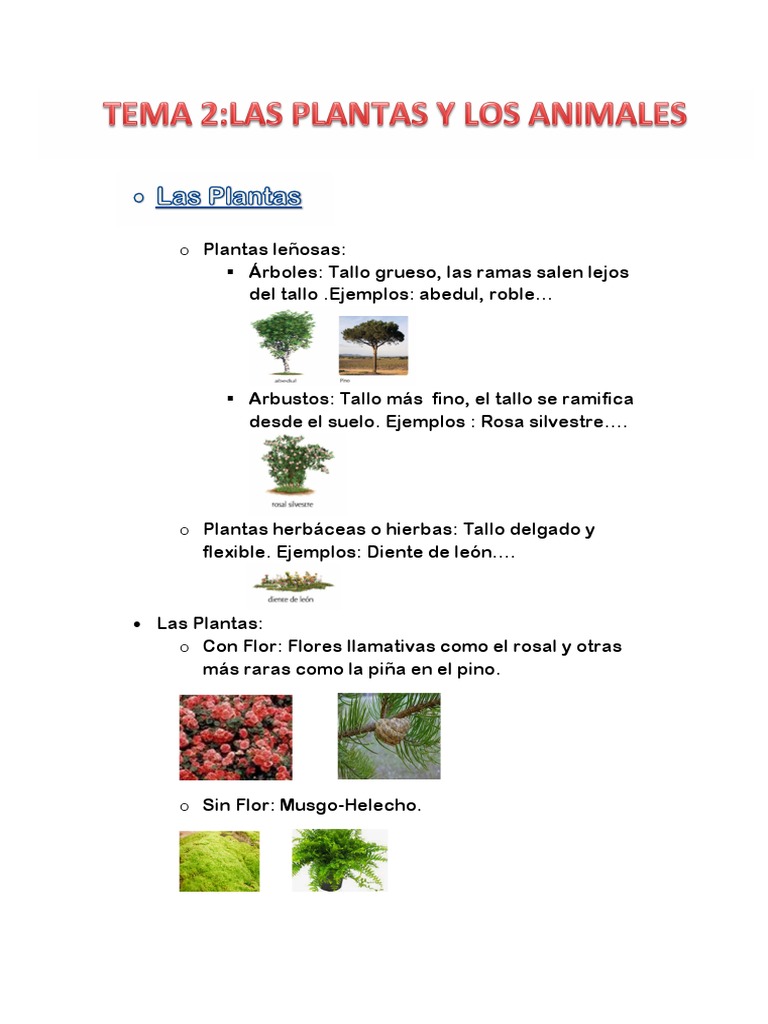 Tema 2 Las Plantas y Animales SM Savia 4º Primaria | PDF | Esqueleto ...